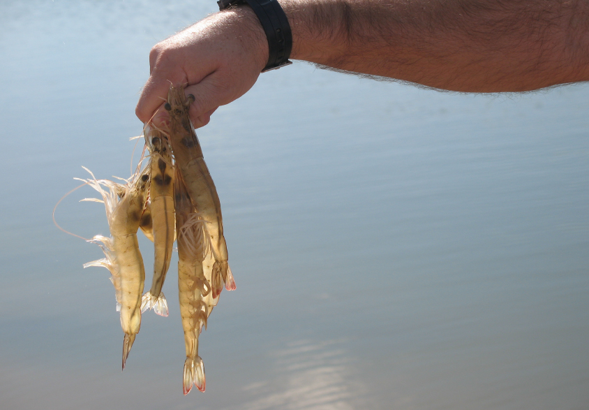 Aquaculture Experience – Aquafeed consulting